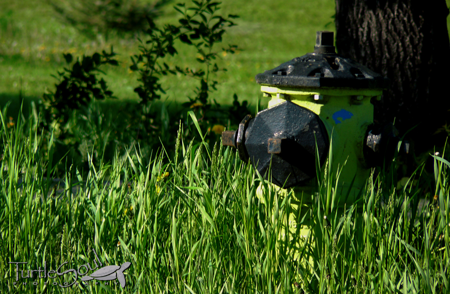 Turtle Soul Studios: June 2011