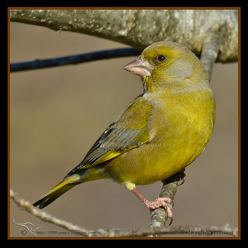 WILDLIFE GATEWAY: Verdier d'Europe