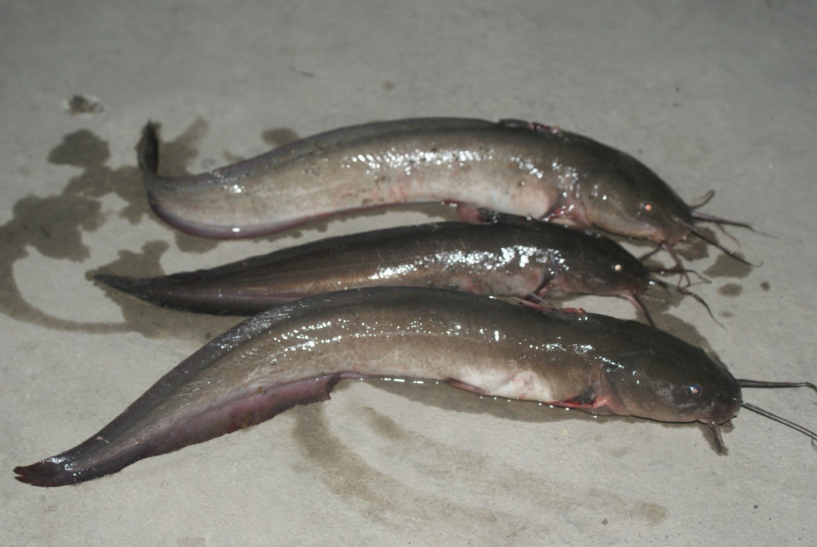 JORAN CAHAYA: IKAN SEMBILANG Kuala Tunjang, Kedah