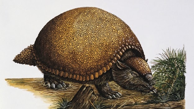 Noticias de Paleontologia: Restos de un Gliptodonte en San Pedro.