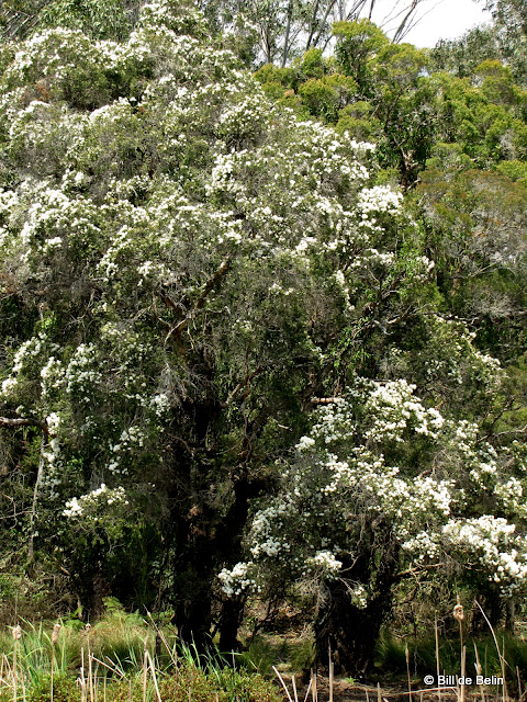 Sydney's Wildflowers and Native Plants: Melaleuca linariifolia - Flax ...