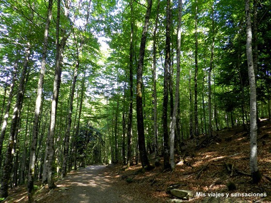 La Selva de Irati, el mayor bosque de hayas de Europa - Mis viajes y ...
