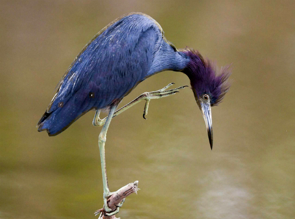 Bellas Aves de El Salvador: Egretta caerulea (pequeña garza azul ...