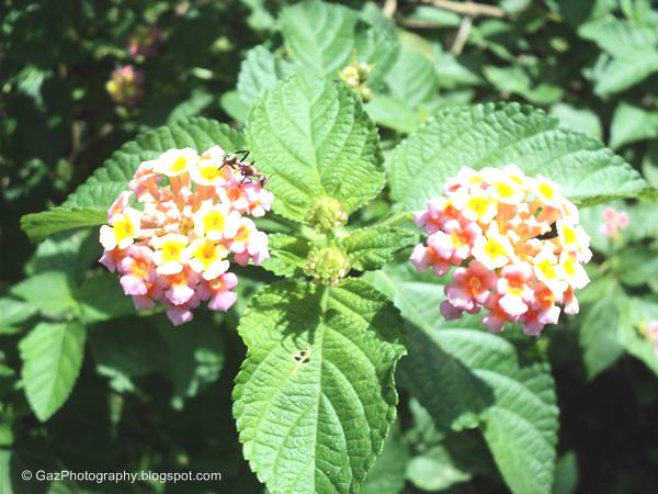 Gazzan - Travel experiences and tourism