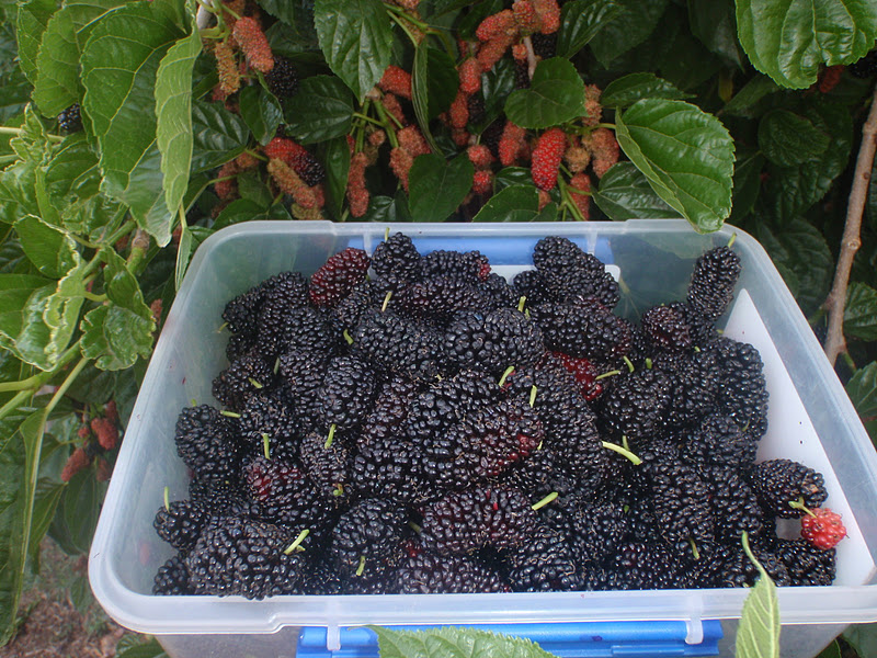 Raw Harmony: Fresh picked mullberry harvest and delicious fresh raw ...