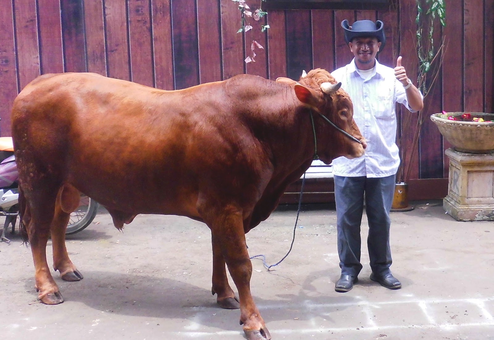 SAPI LIMOUSIN