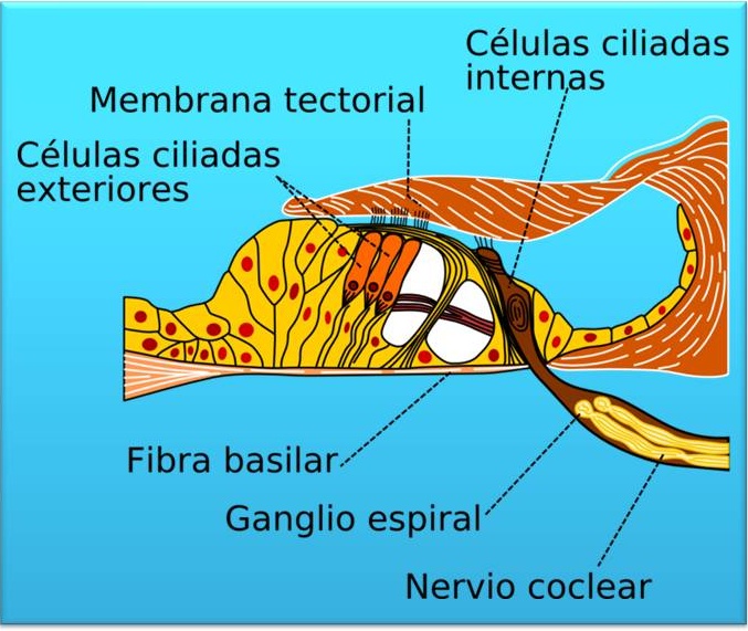 El Oído como Fonorreceptor ~ Biopsicosalud