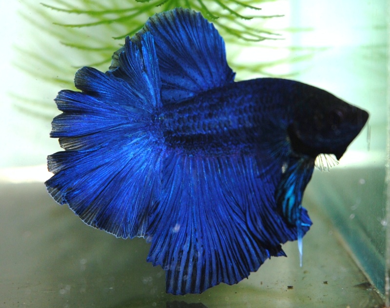 Betta Splendens: Les couleurs des bettas: génotype / phénotype