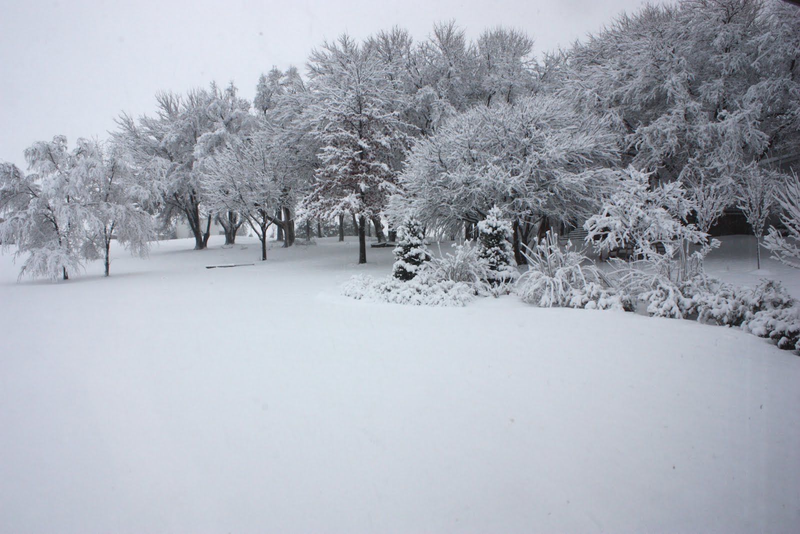 Dandelion Seeds and Dreams: snow day (slowing down)
