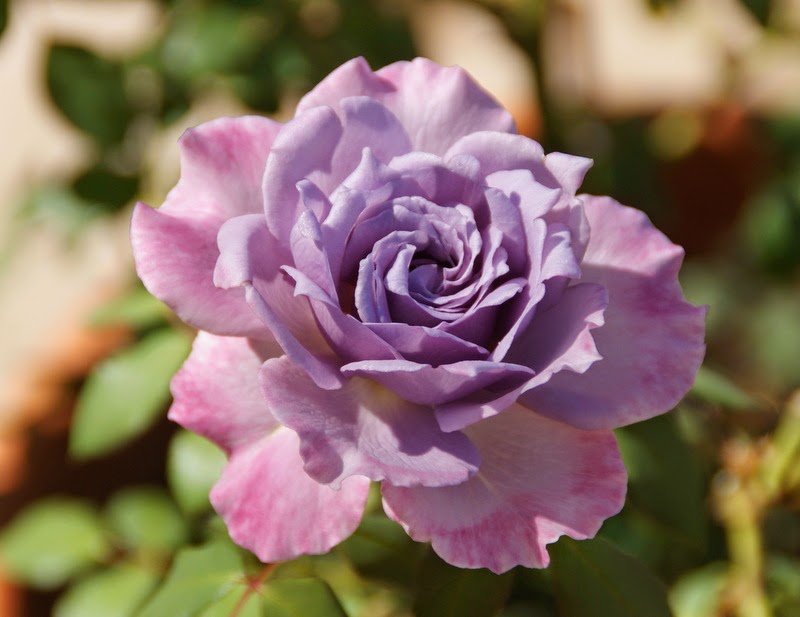 Organic Garden Dreams: September Roses