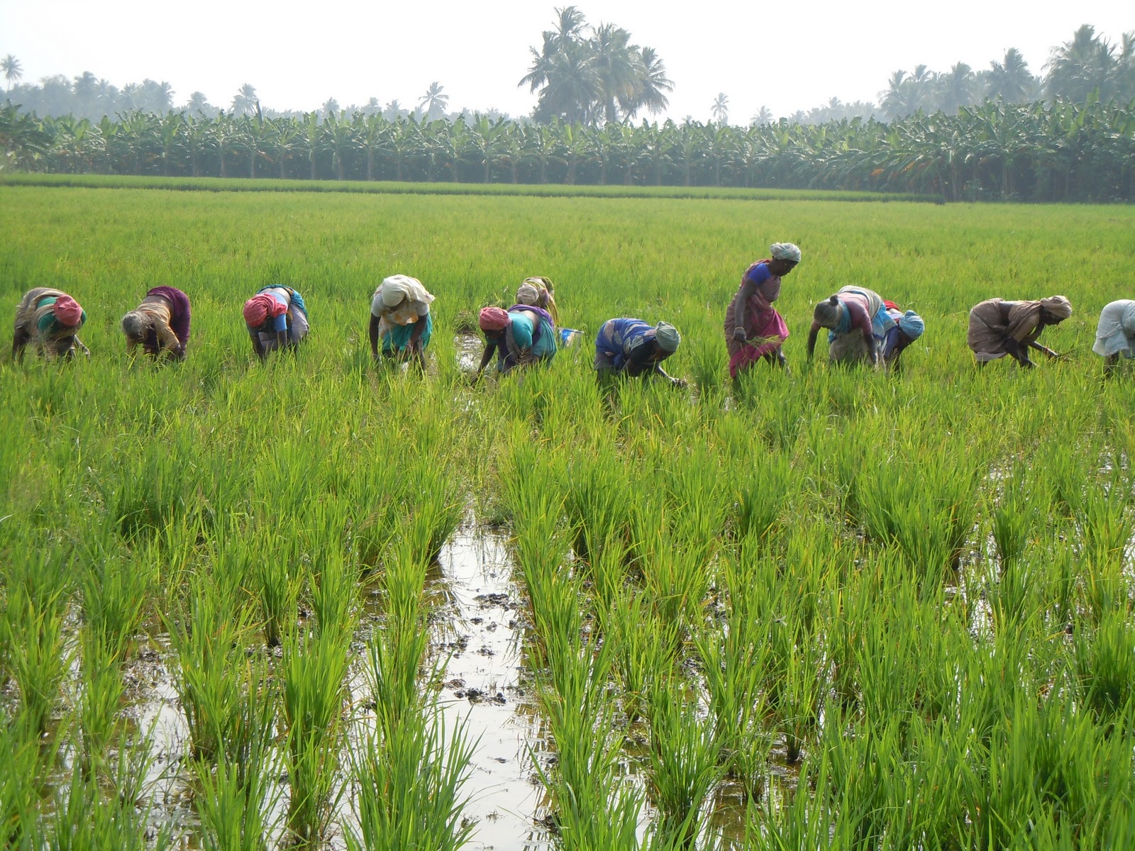 Bio diversified agriculture