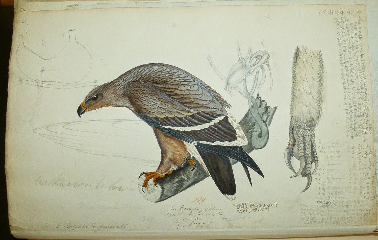 Catching Flies: An artist ahead of his time