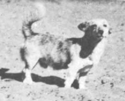 Dogs of the Northeast Tribes in the Colonial Period ~ doglawreporter ...