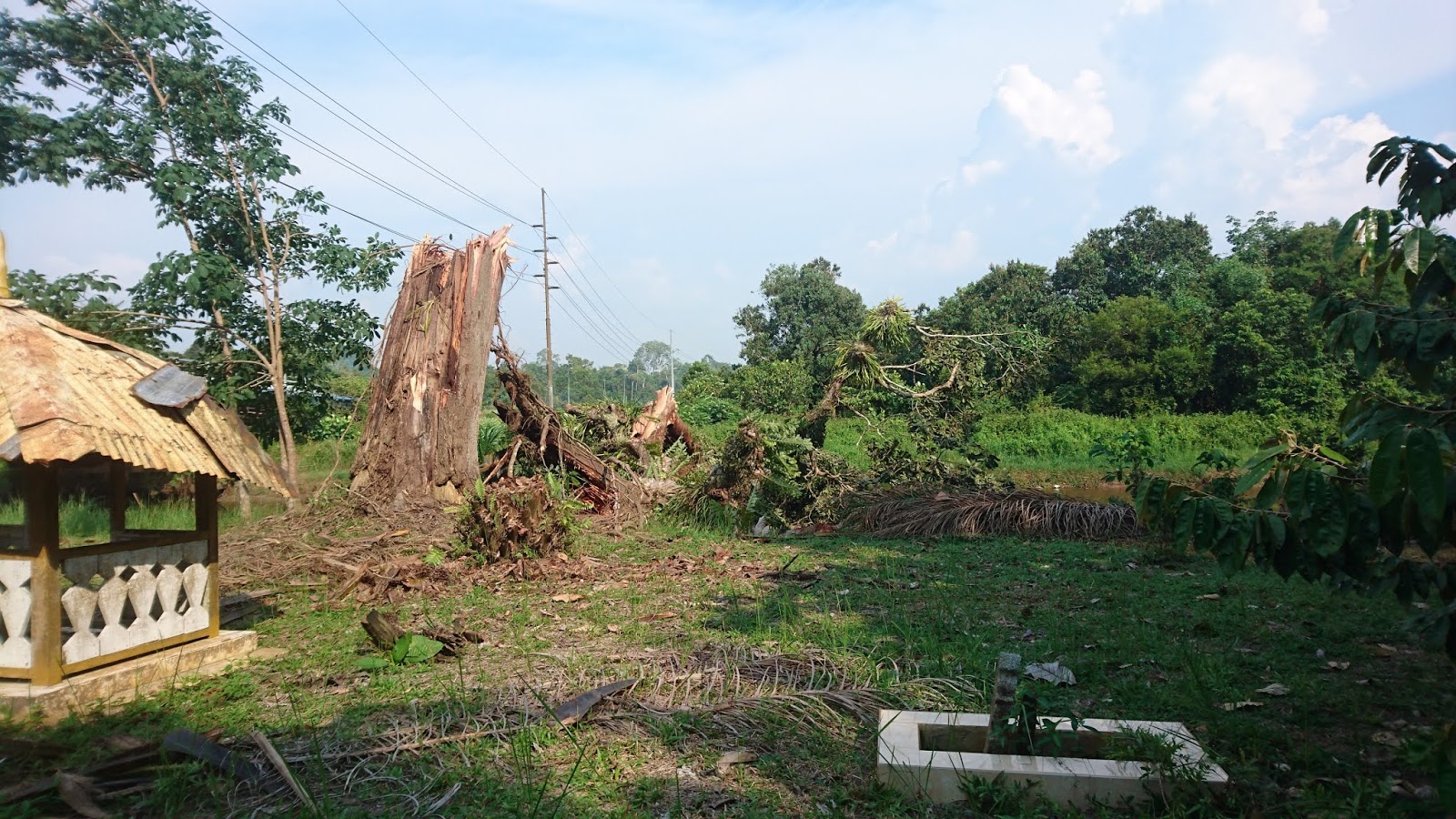 Waris-Waris Penyurat Bayan: Pohon Benulu Tumbang