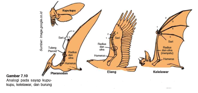 Homologi Alat-alat Tubuh Berbagai Makhluk Hidup - Our Akuntansi