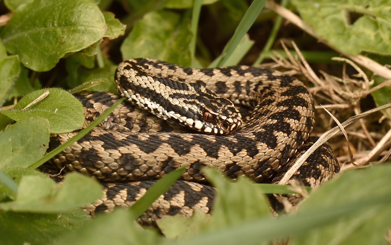 Alan James Photography : Winter storms and Spring Adders