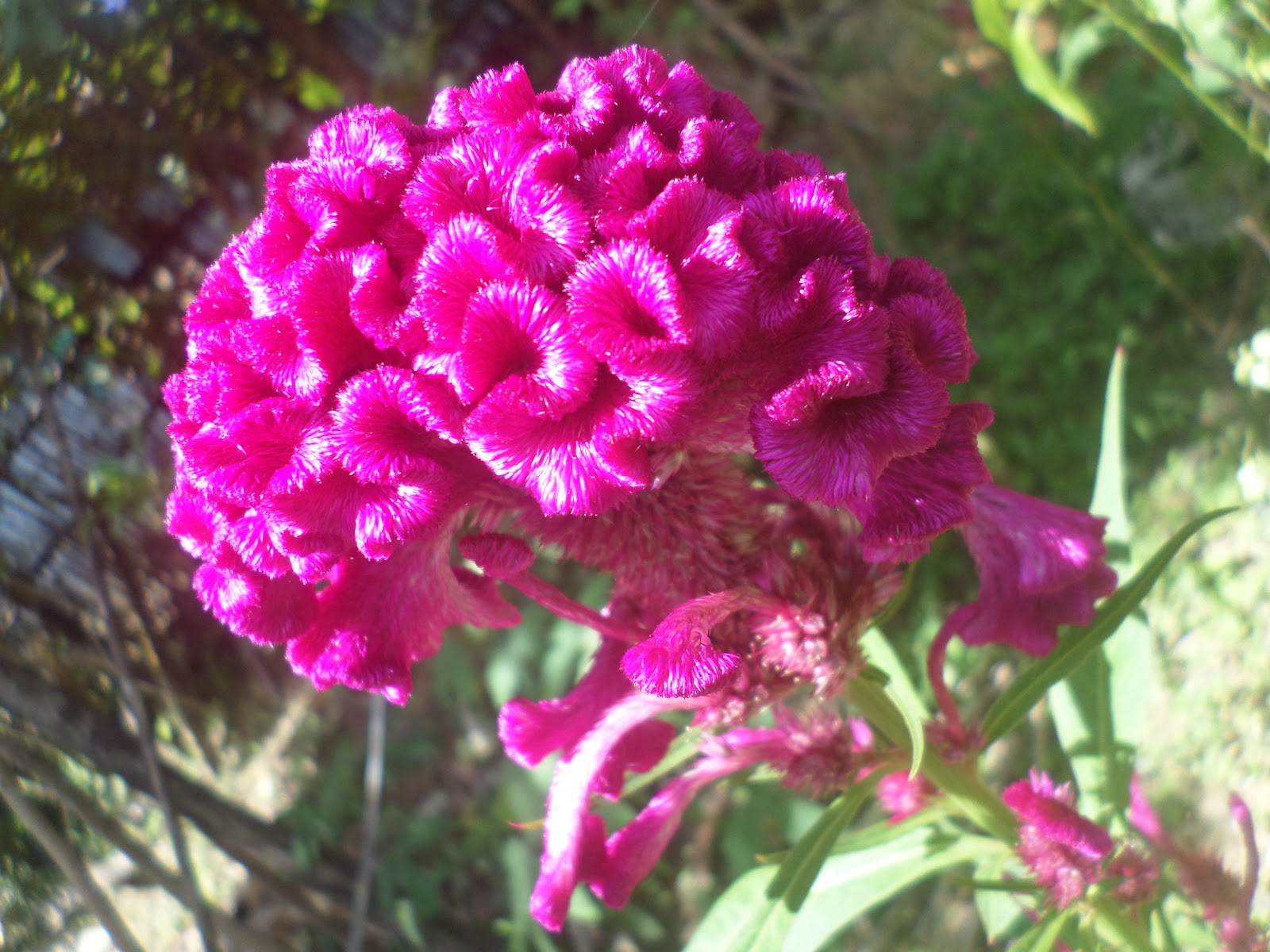 Taman Photo Ku: Bunga Jengger Ayam