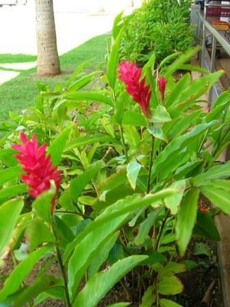 Alpinia purpurata | Pustaka Flora | Database Tanaman Landscape