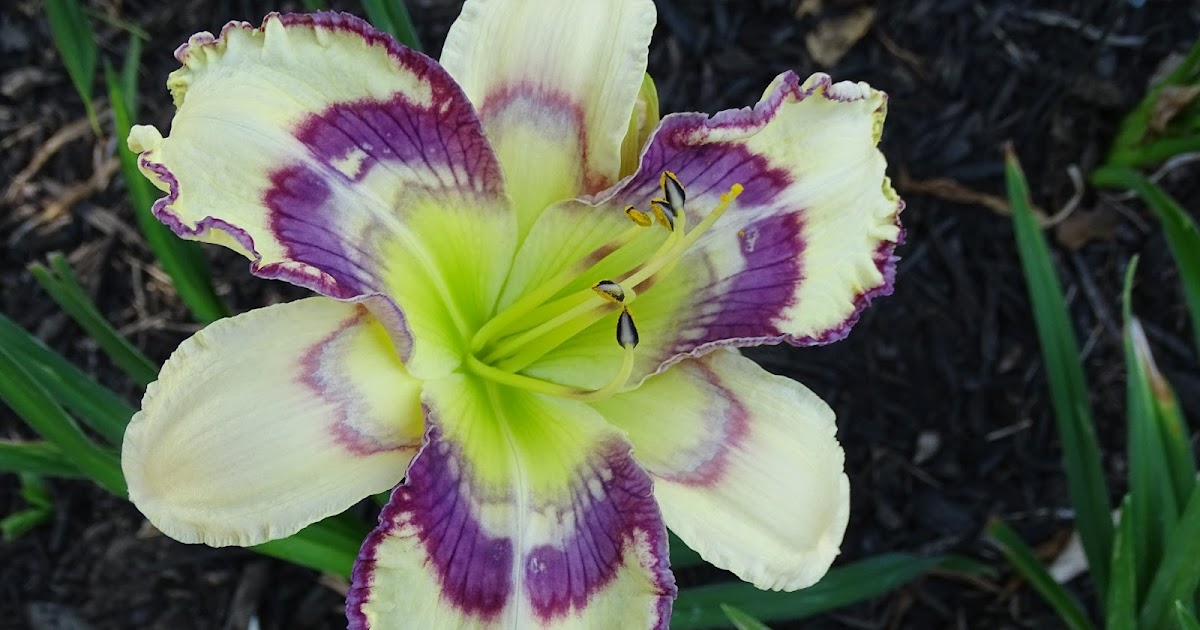 Linda's Patterned Daylilies