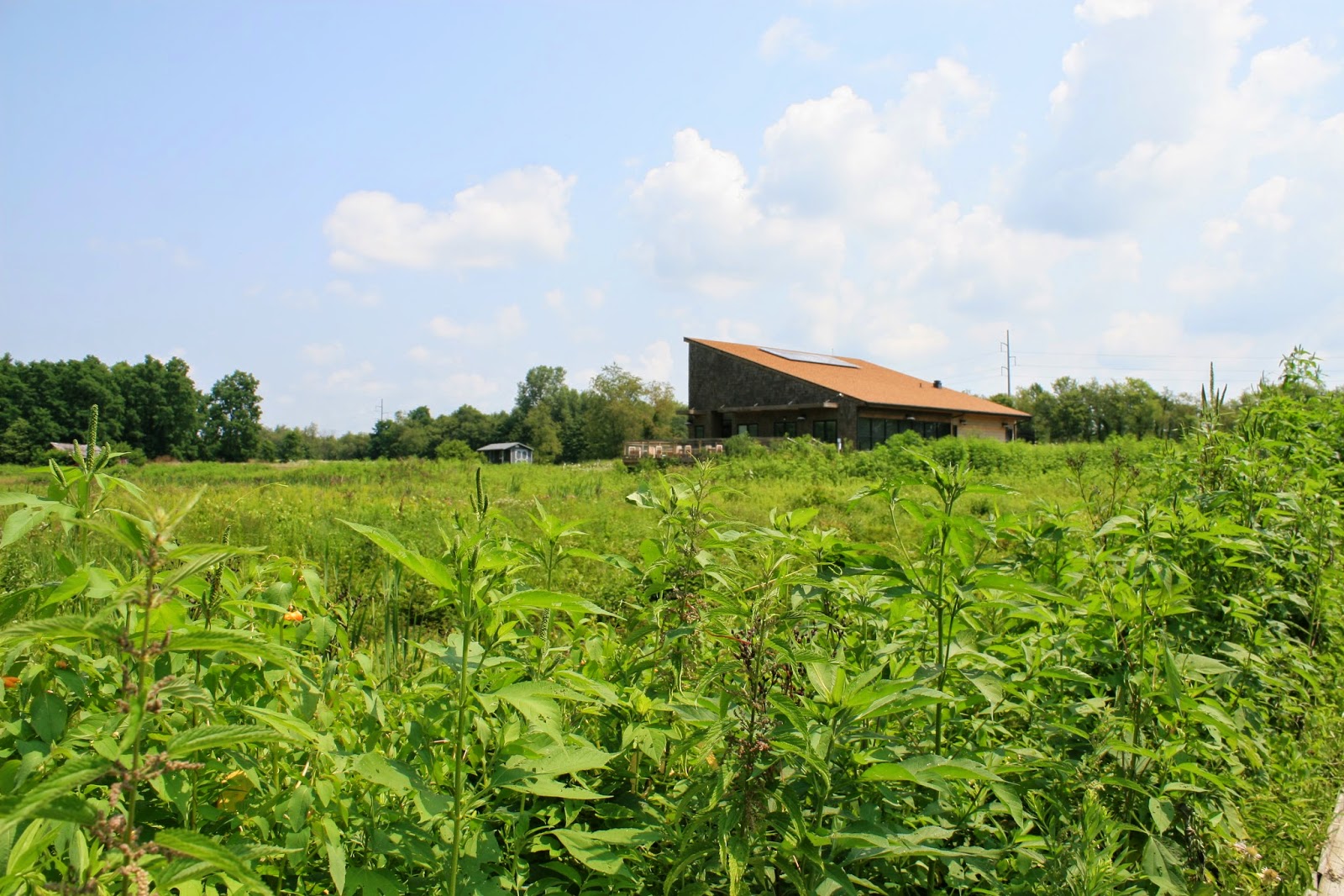 the common milkweed: Cedar Bog & Gallagher Fen State Nature Preserves
