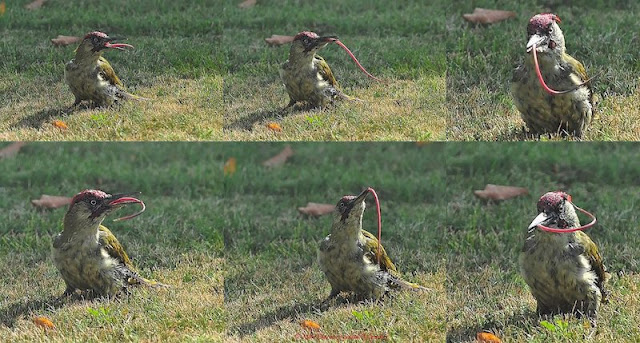 "Pito Real" - Ornitología