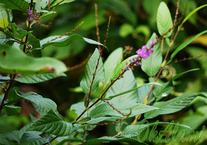 Obat Tradisional: tanaman obat tradisional