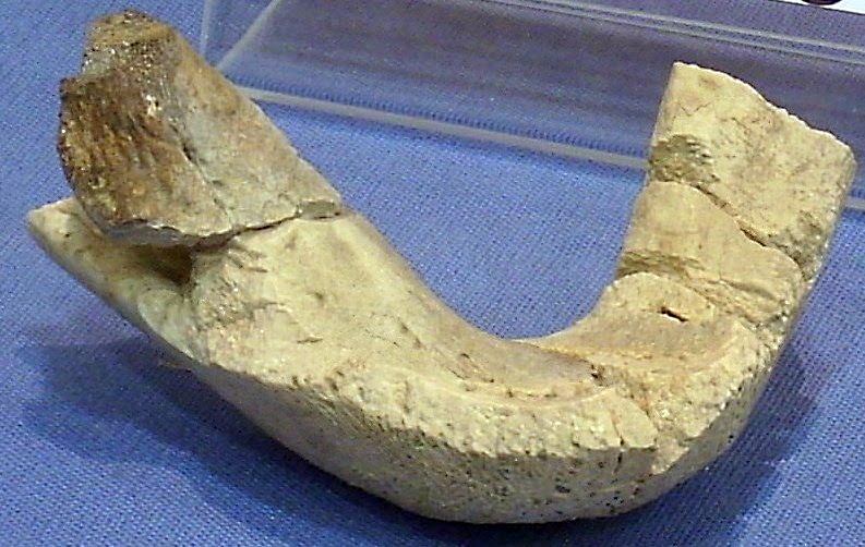 MUSEO PALEONTOLÓGICO DE SOBRARBE: Tortugas del Eoceno Medio en la ...