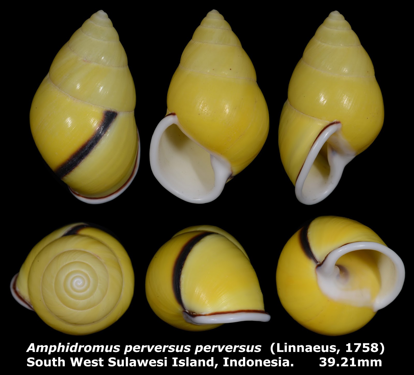 Dr. Lee's Gallery Museum: Amphidromus perversus perversus 39.52 to 47.42mm