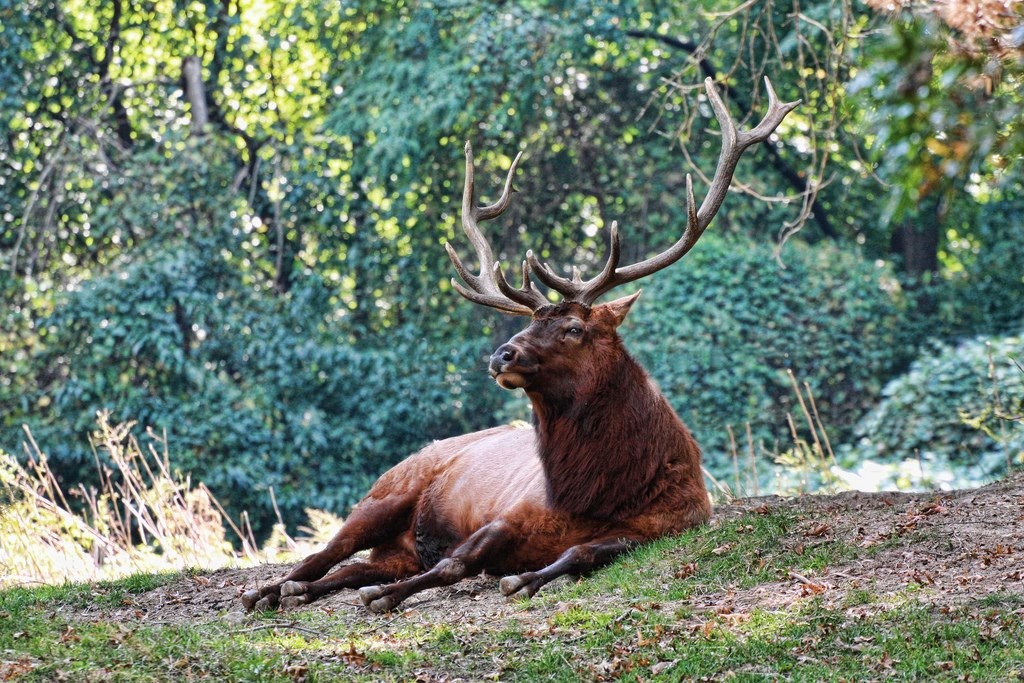 O Livro da Natureza: Cervídeos