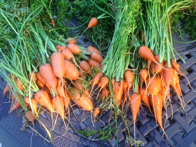 aquaponics garden: Edible Roots