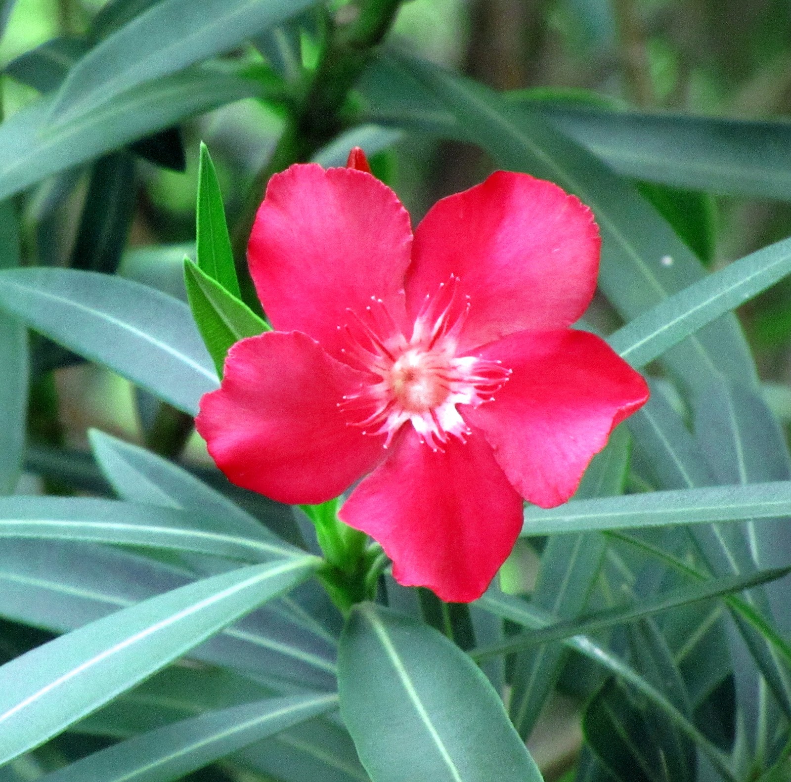Hiking Curaçao - Flora and Fauna: Oleander