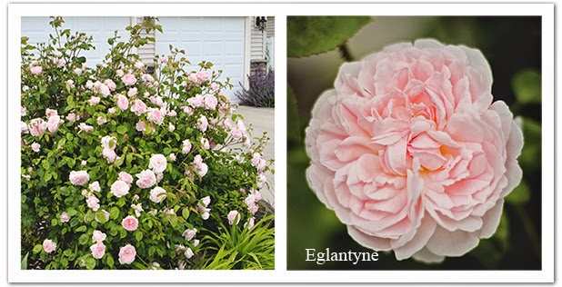 VW Garden: English Rose Portraits