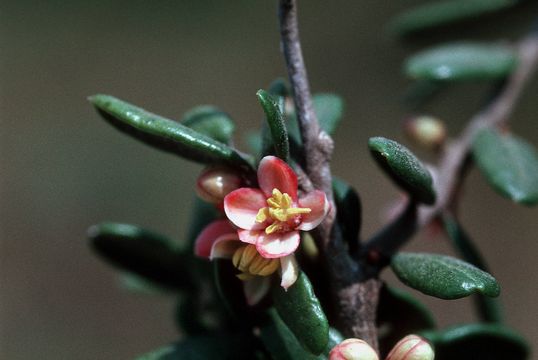 PLANT FAMILIES OF PUERTO RICO AND FLORIDA PAPO VIVES: SIMAROUBACEAE NÚM ...