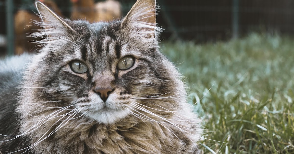 Feline Heart Disease: Causes, Symptoms, and Treatment