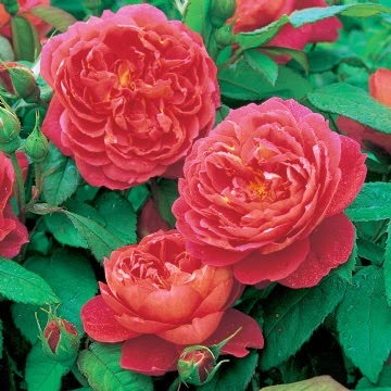 LOUISE LATULIPPE DESIGN: Mes roses préférées: les roses anglaises de ...