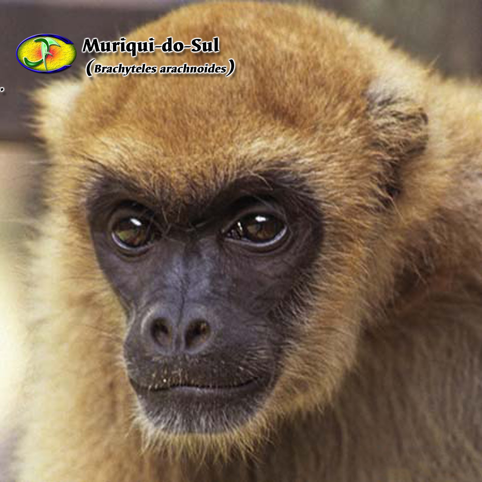 Mamíferos: Muriqui-do-Sul (Brachyteles arachnoides)