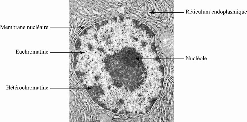 Actualités Scientifiques - Médicales: Mécanismes de localisation sub ...