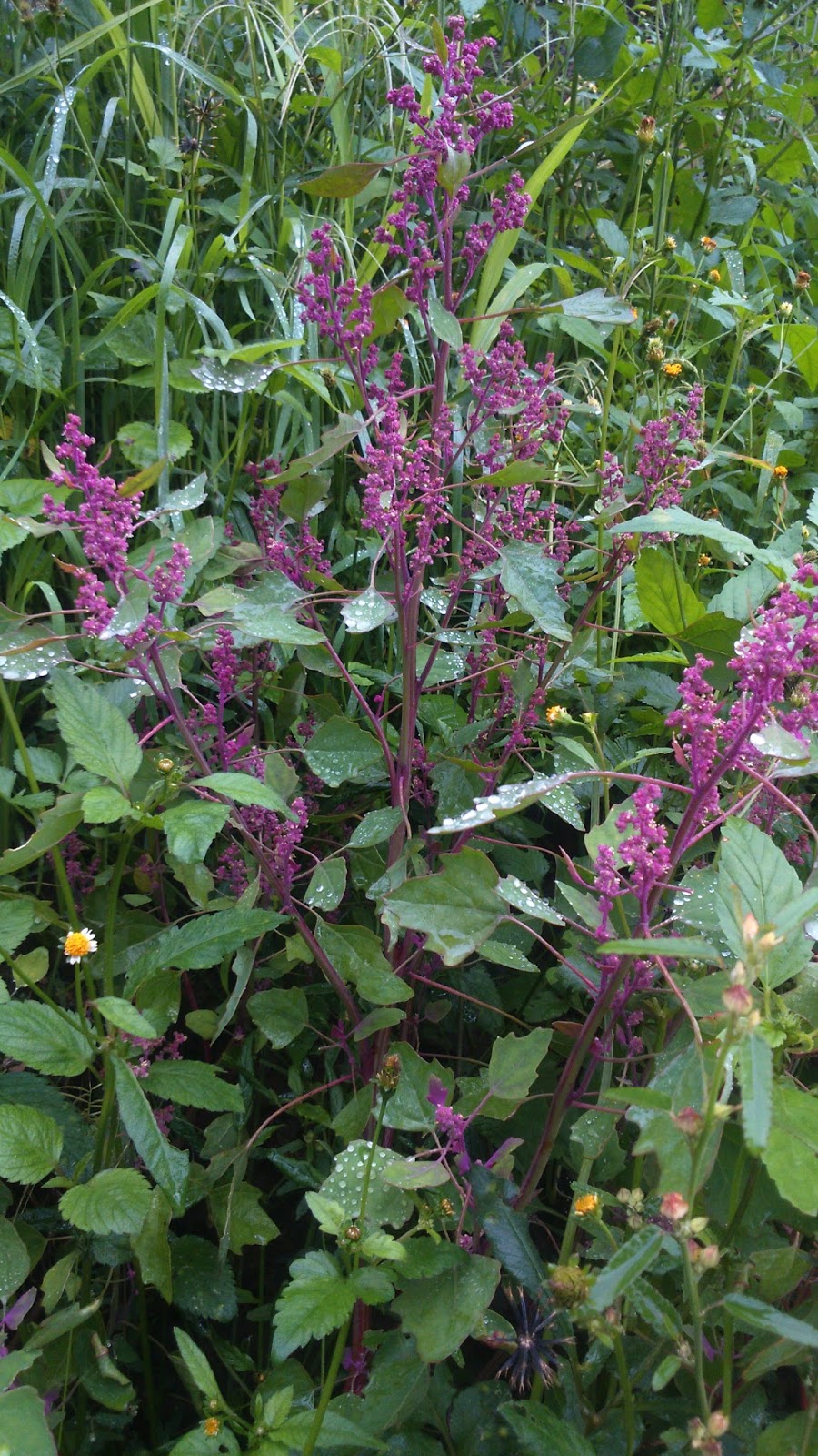 VISITANDO POROTO: FLORA