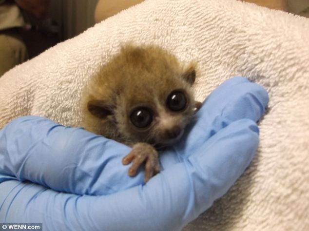 White Wolf : Tiny twin Slow Loris babies born at the El Paso Zoo