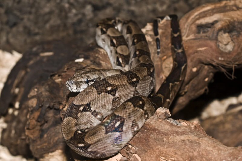 ¿Conoces la Boa sigma o CORUA Sonorense? - Biologando con Miguel