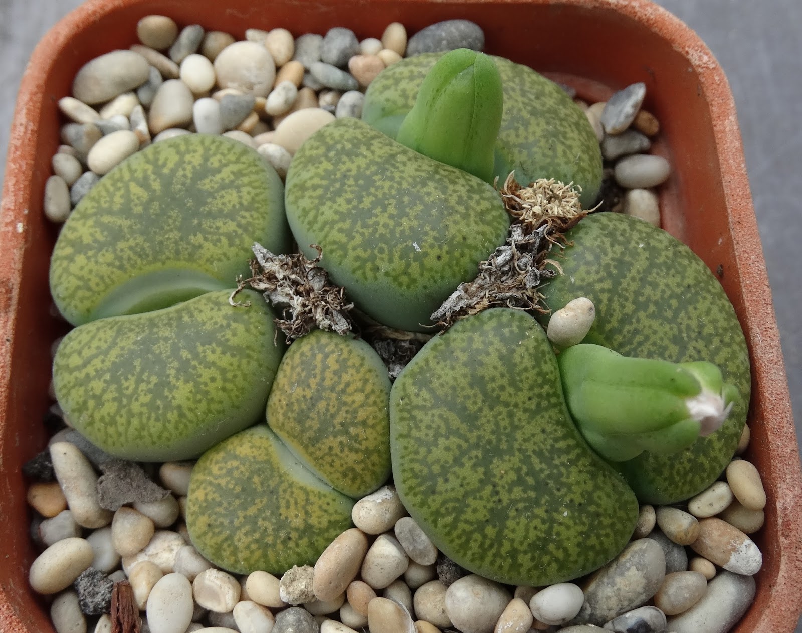 Succulent Sundae: LITHOPS LESLIEI