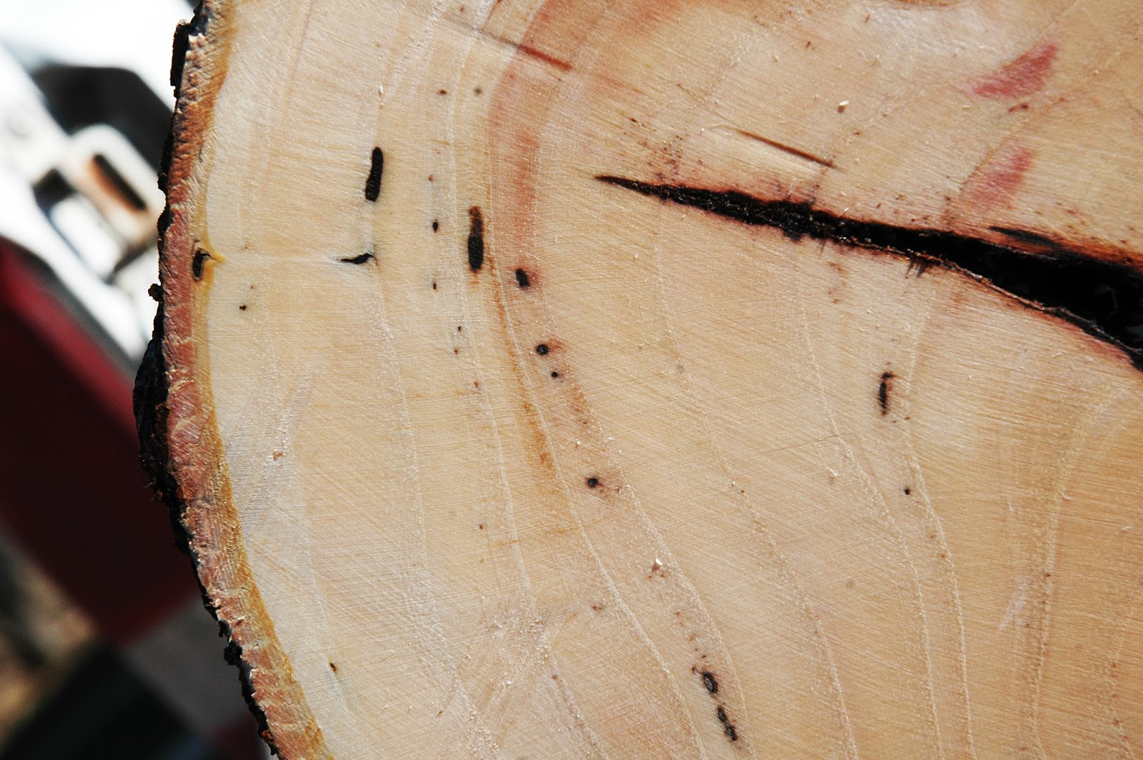 Northern Pecans: Wood growth in a forked pecan tree