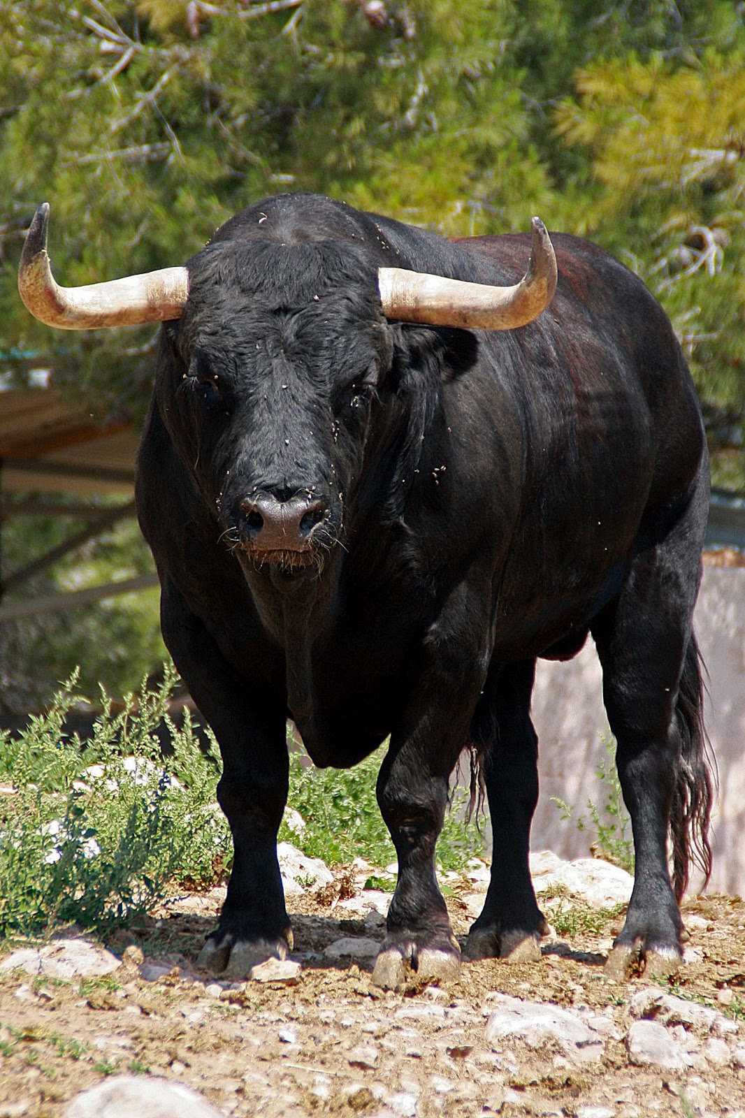 1000+ images about El Toro on Pinterest | The bull, Taurus and Highlands