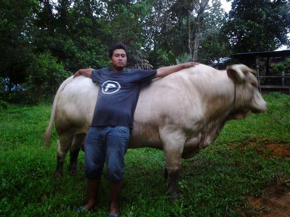 Sungai Bari News: Lembu Terbesar Di Kampung Sungai Bari