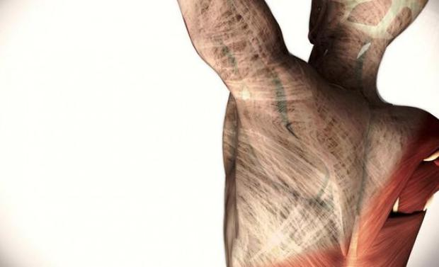 Conceito e Propriedades da Fáscia - Terapia Manual