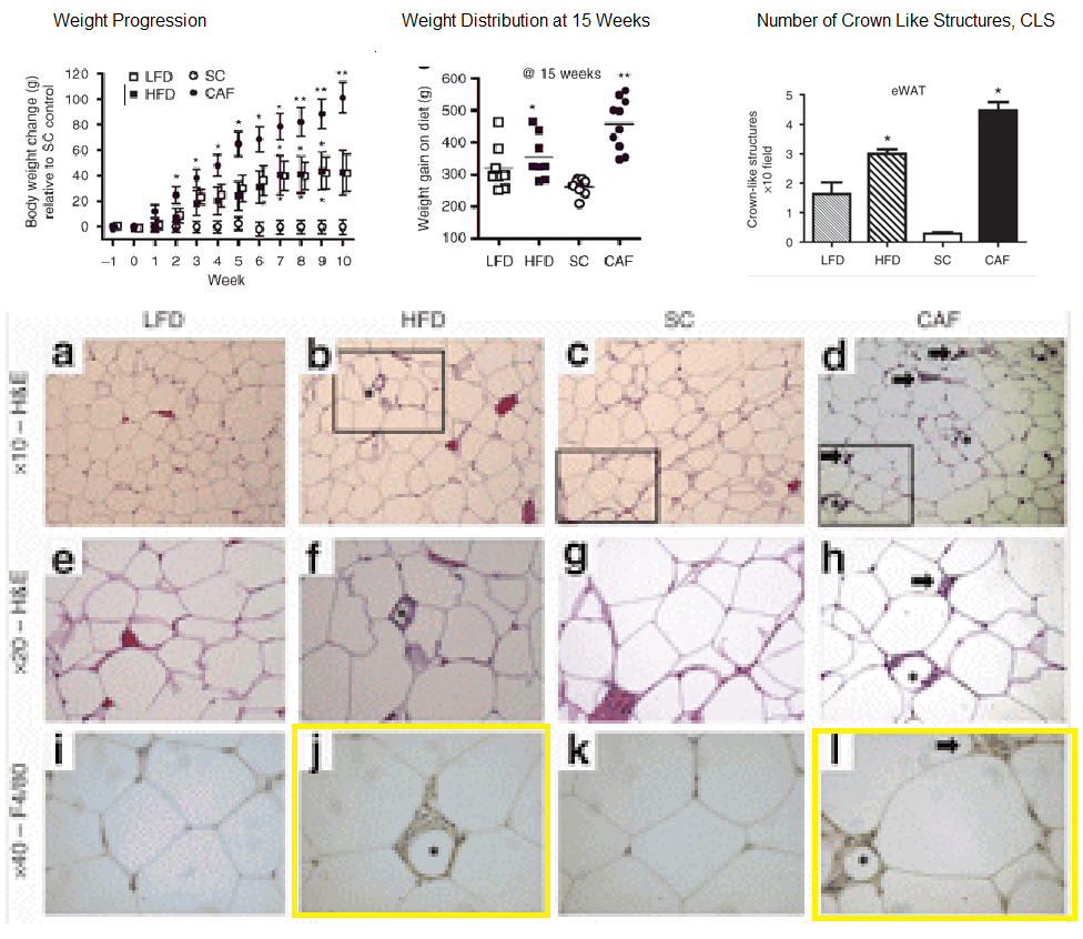 Lessons from the Cafeteria Rat: Adiposopathy ~ How/Why Does Fat Get "Sick"