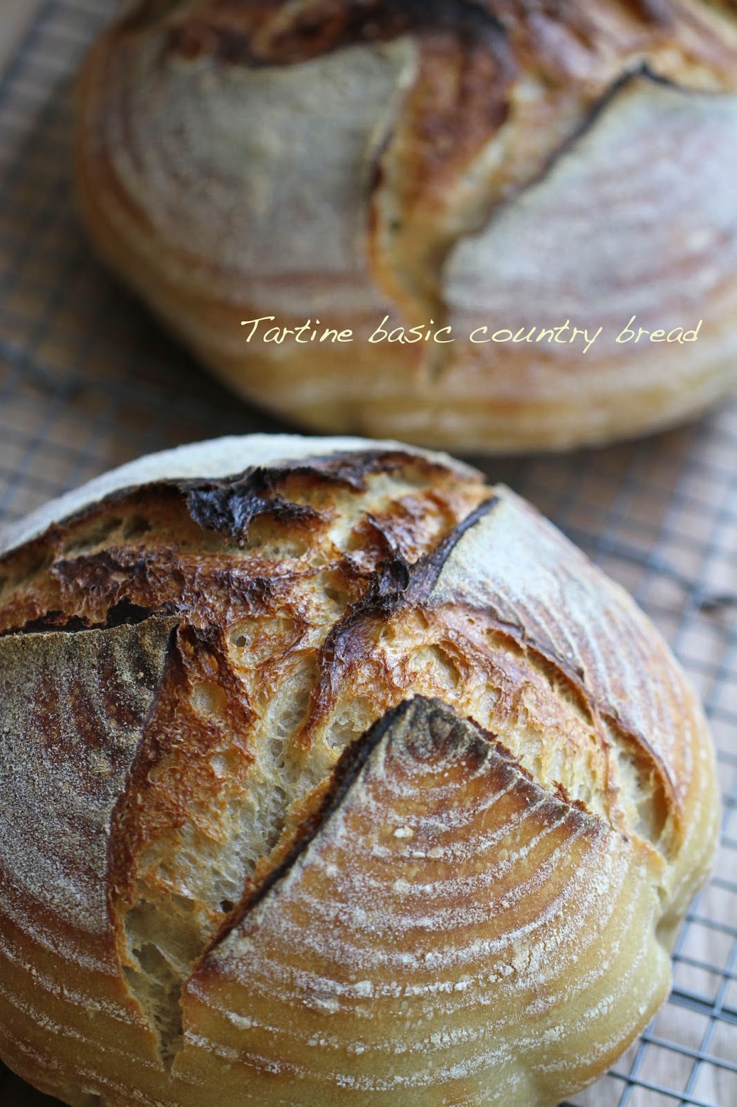 Ricotta & Rosemary Bread Pudding with Tartine Country Loaf - Ever Open ...
