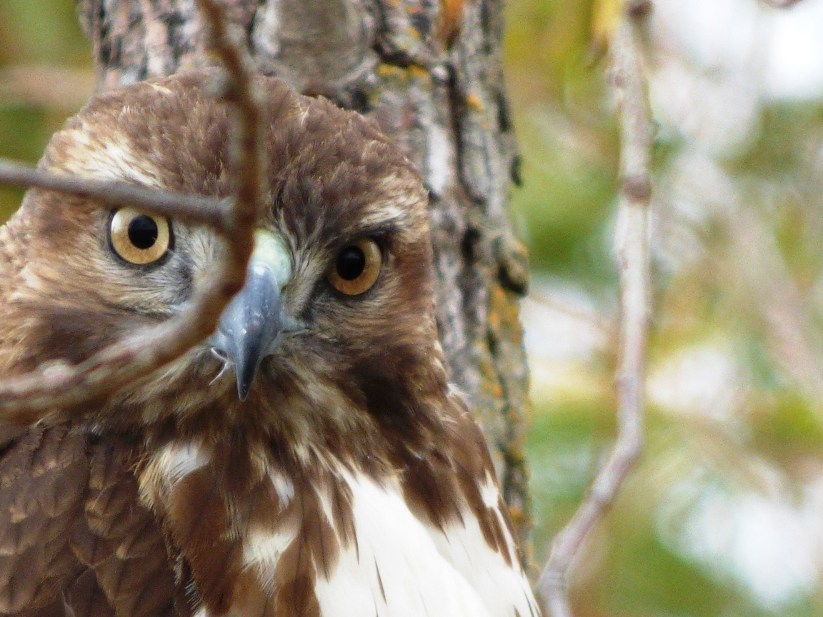 Geotripper's California Birds: Juvenile Red-tailed Hawk at the ...