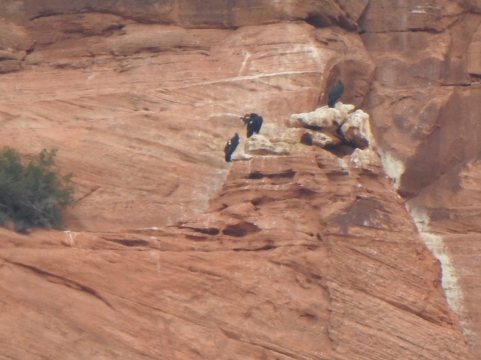 Texas Gypsies: Vermillion Cliffs National Monument - Condor Viewing area