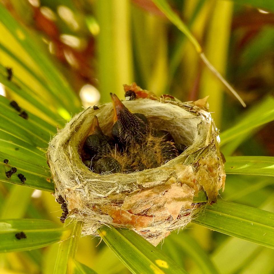 Hiking Curaçao - Flora and Fauna: two young ones in hummingbird nest